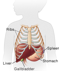 How Your Child’s Liver Works | YourCareEverywhere