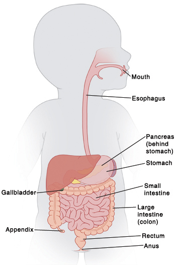 Anatomy of the Pediatric Digestive System | YourCareEverywhere