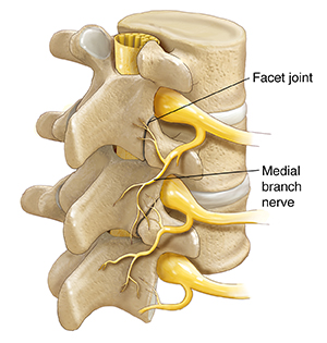 Medial Branch Nerve Anatomy Anterior Interosseous Nerve Wikidoc